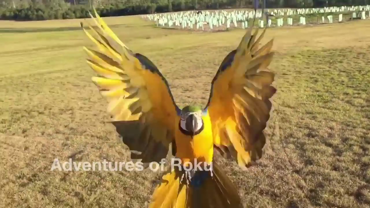 Free Flight Parrot Day 3 - YouTube