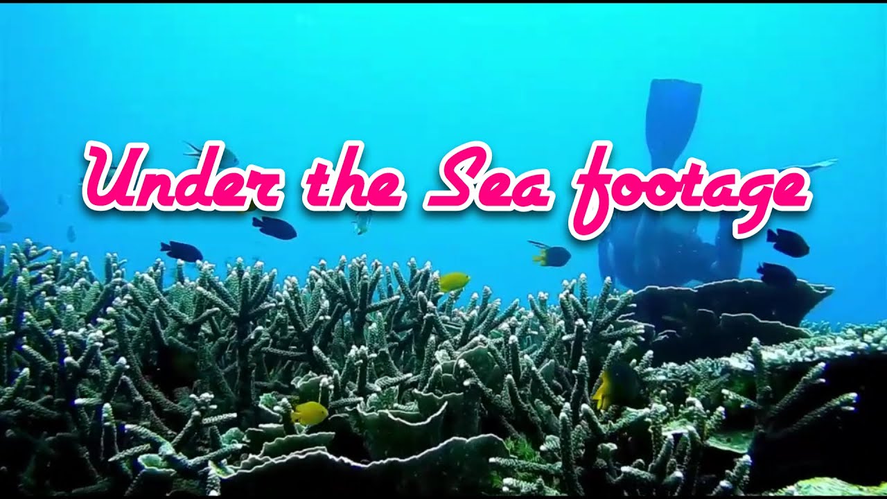 Under the Sea footage//Beautiful Creatures - YouTube