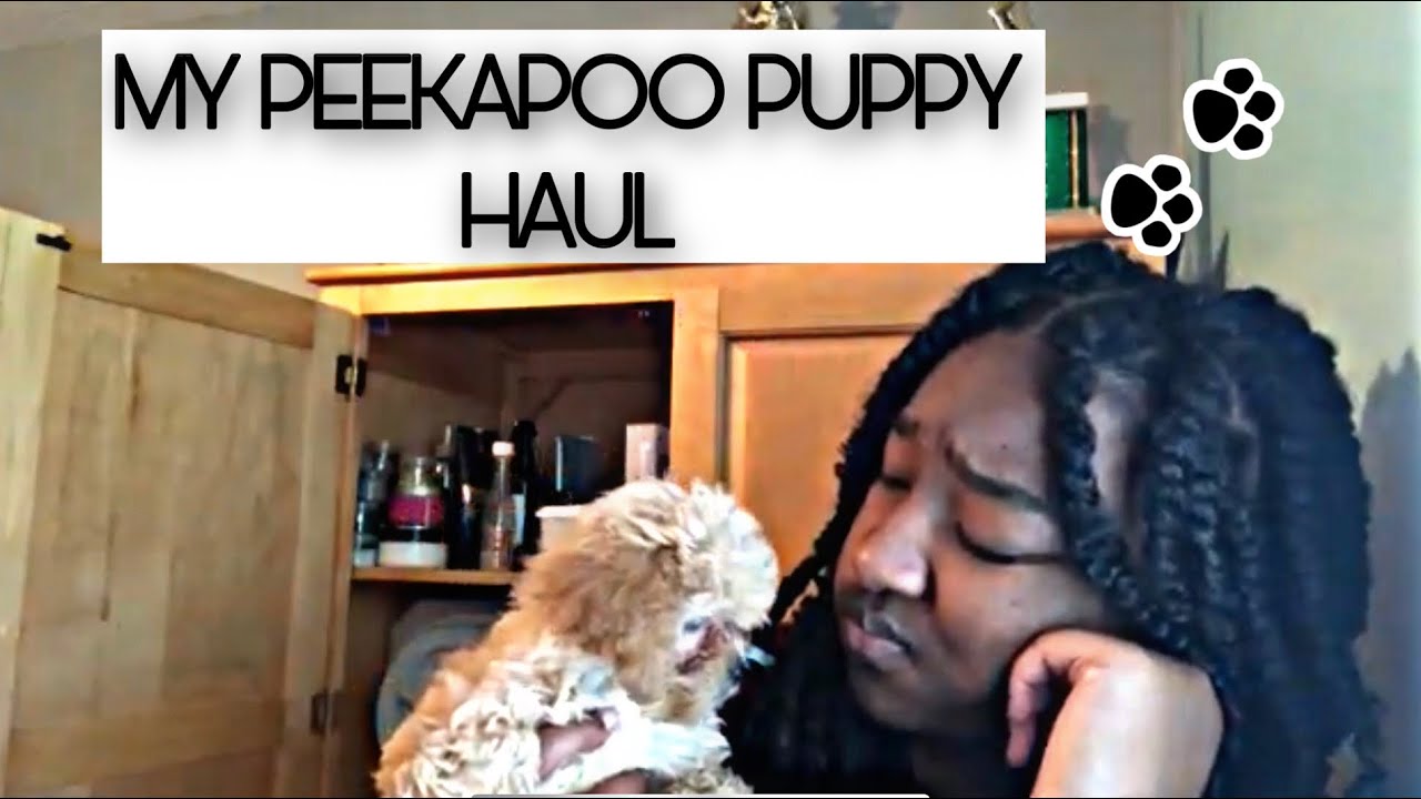 MY PEEKAPOO PUPPY HAUL 🐶 - YouTube