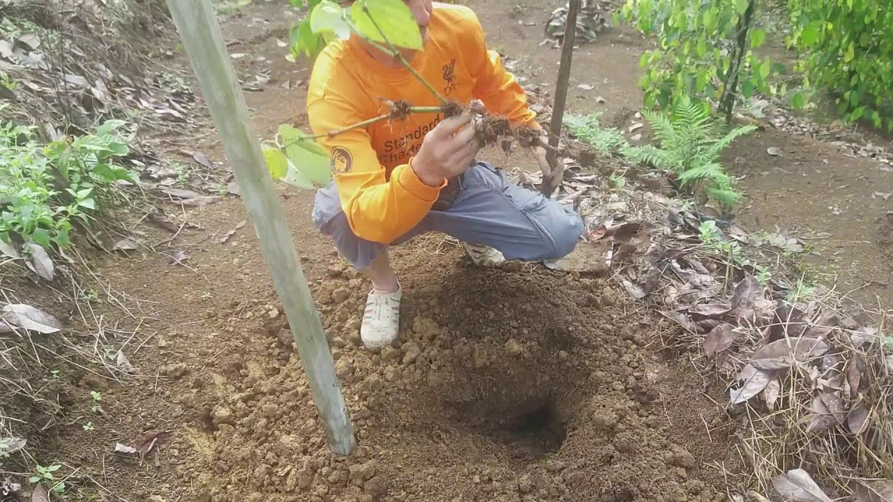 PROSES PENANAMAN TANAMAN LADA/SAHANG/MERICA (PIPER NIGRUM) | Pepper ...