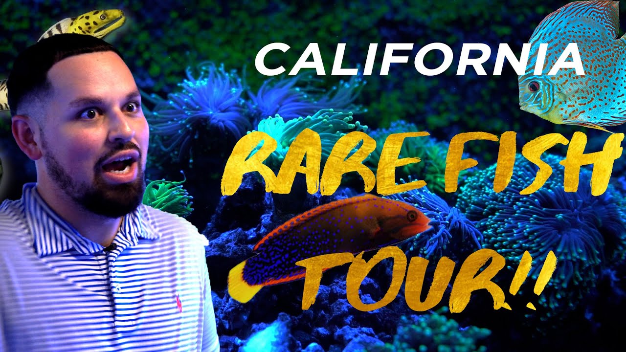 Private Tour of CALIFORNIA'S *BIGGEST* Discus Selection and MORE! - YouTube