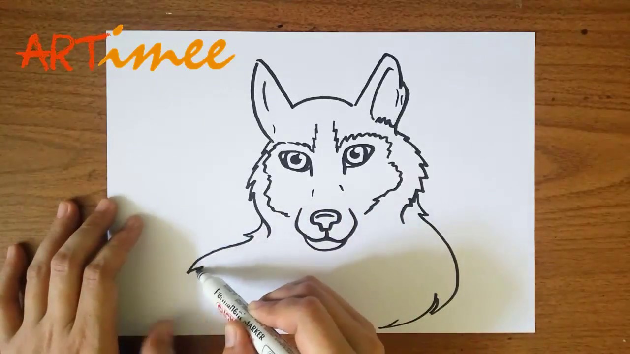 LET'S Draw a Husky in Easy step by step !! - YouTube