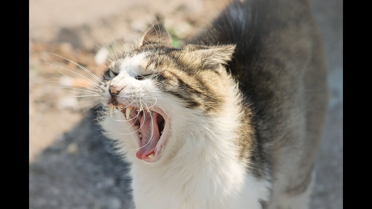 Top Ten best and cute Snarling Cats | One-Click to Download | - YouTube