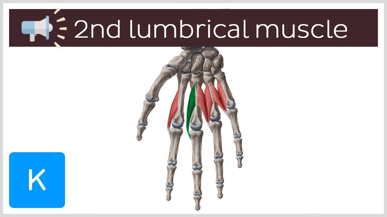 Second lumbrical muscle | Anatomical Terms Pronunciation by Kenhub ...