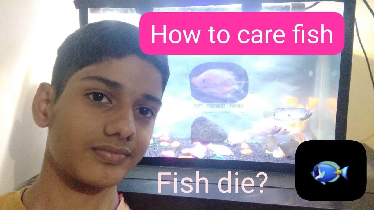 how to care fish🐠again fish not die 💦🔥#fish #aqurium - YouTube