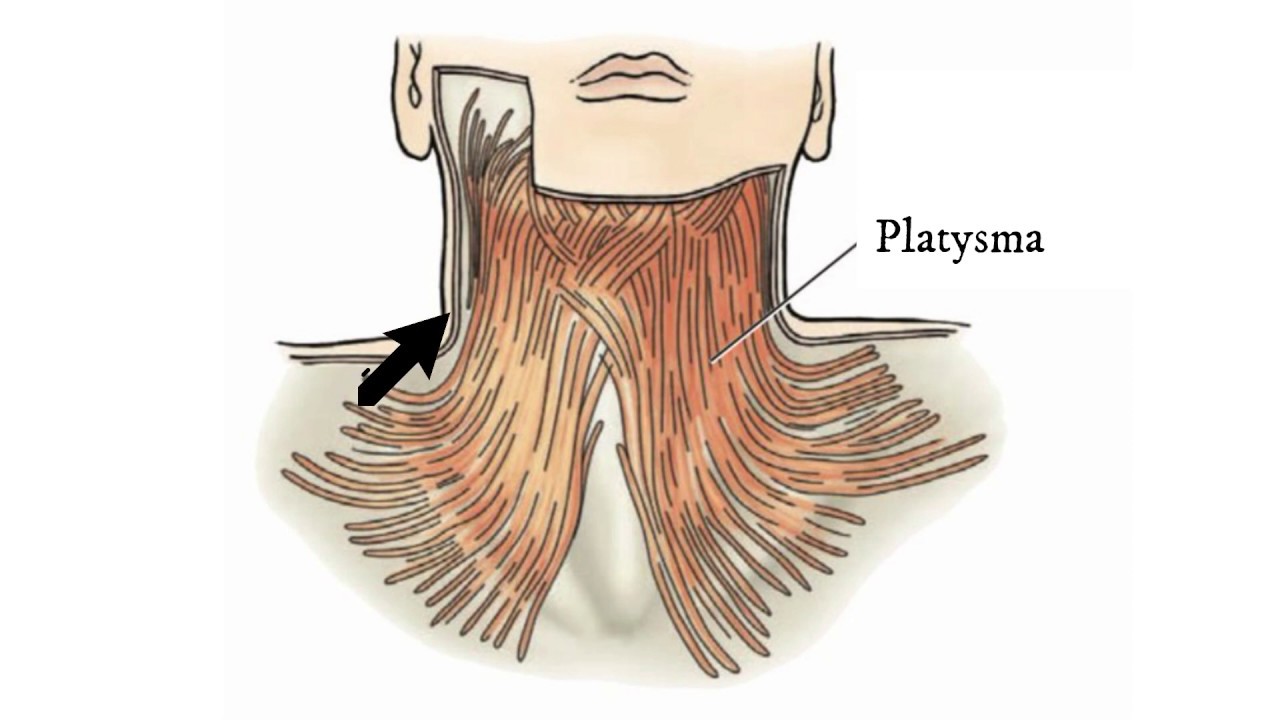 Platysma Muscle - Massage Anatomy - YouTube