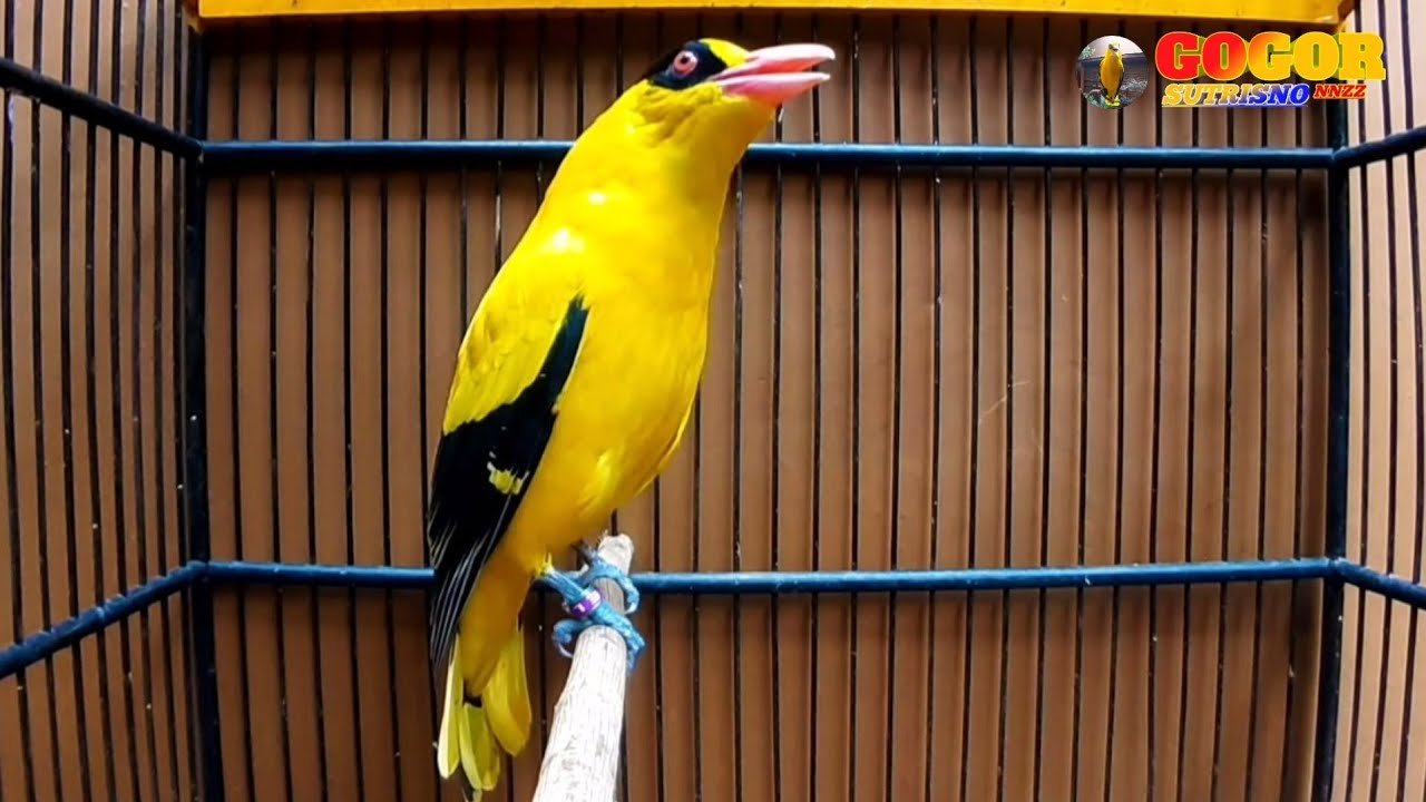 BURUNG KEPODANG / PODANG KUNING GACOR || SUARA KEPODANG COCOK BUAT ...