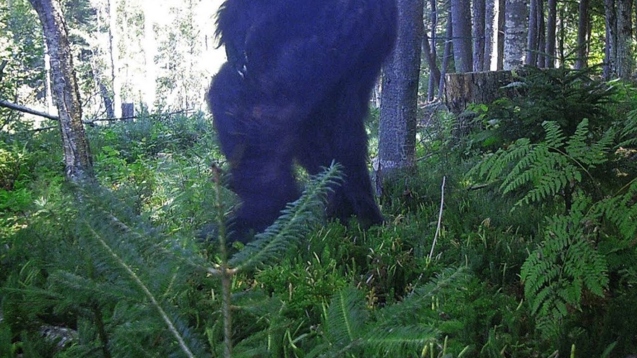 HUGE PREDATOR WALKS ON HIDDEN TRAIL CAM - YouTube