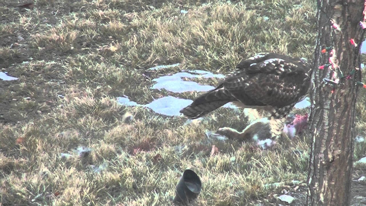 Hawk Vs Bunny Rabbit - YouTube