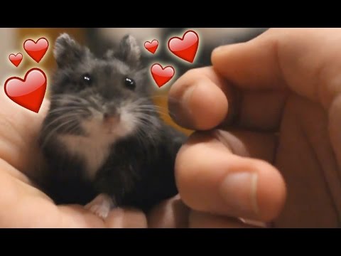 Kuschel Hamster ♥ Cuddle hamster - YouTube