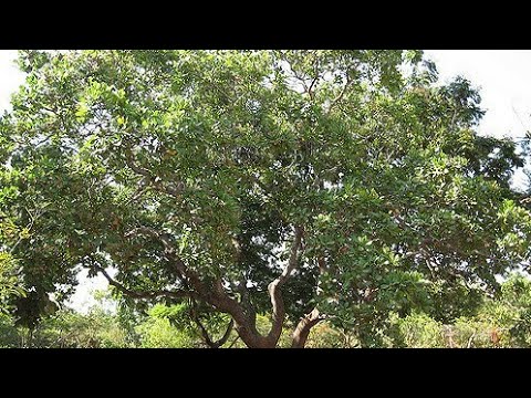 முந்திரி மரம் ||CASHEW TREE||काजूवृक्ष||MUNTHIRI MARAM||കശുവണ്ടിTREE ...