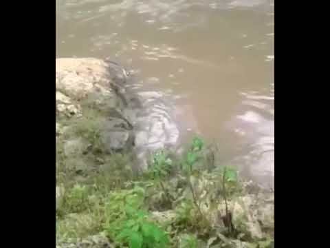 Mermaid in Jamaica - YouTube