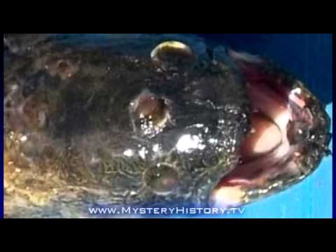 Real Three Eyed Fish