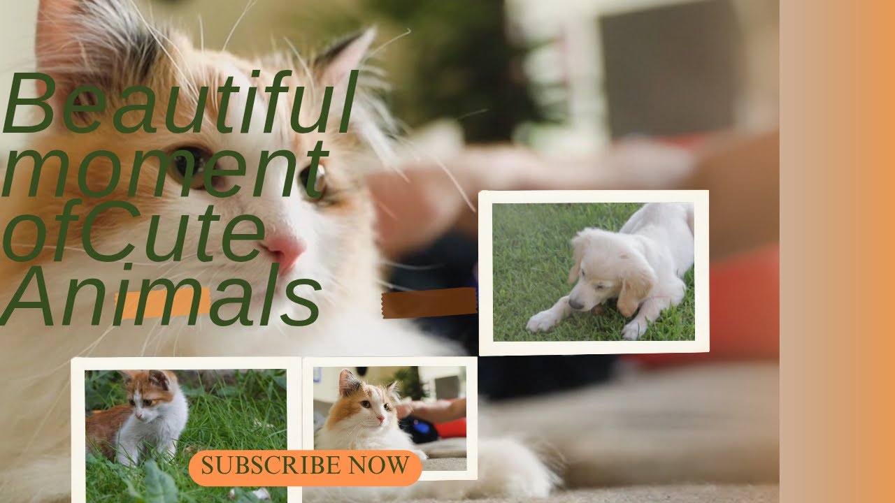 "Cute Cats & Dogs 🐶🐱 | Funniest & Adorable Pet Moments" - YouTube