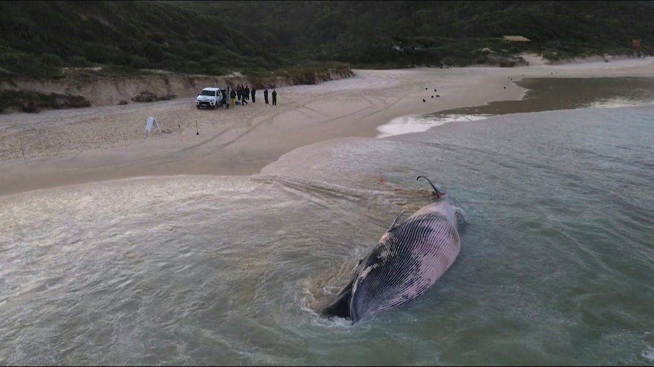 Dead Bryde's whale removed from Brazilian beach | AFP - YouTube