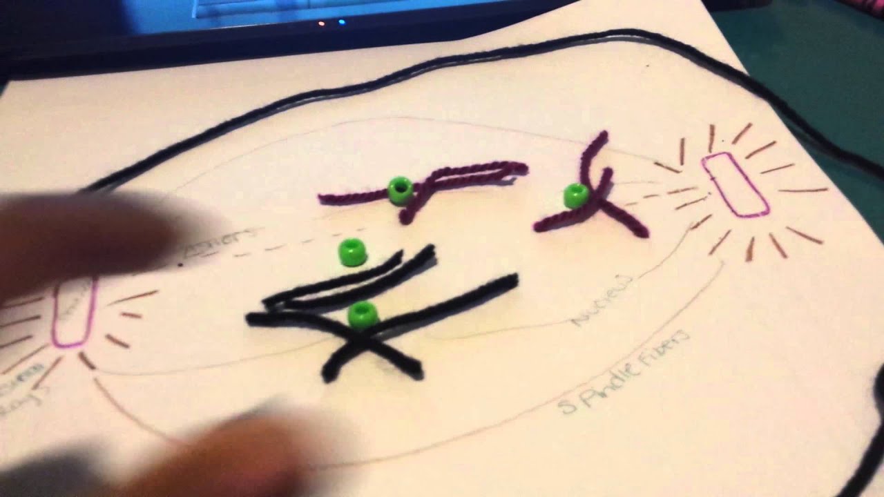 Mitosis model project - YouTube