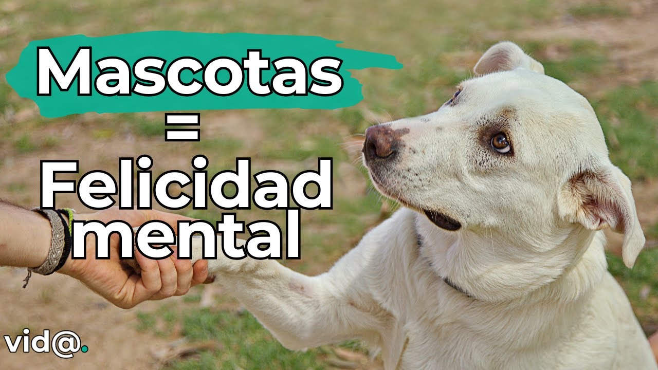 ¡Descubre los increíbles beneficios de tener una mascota para tu salud ...