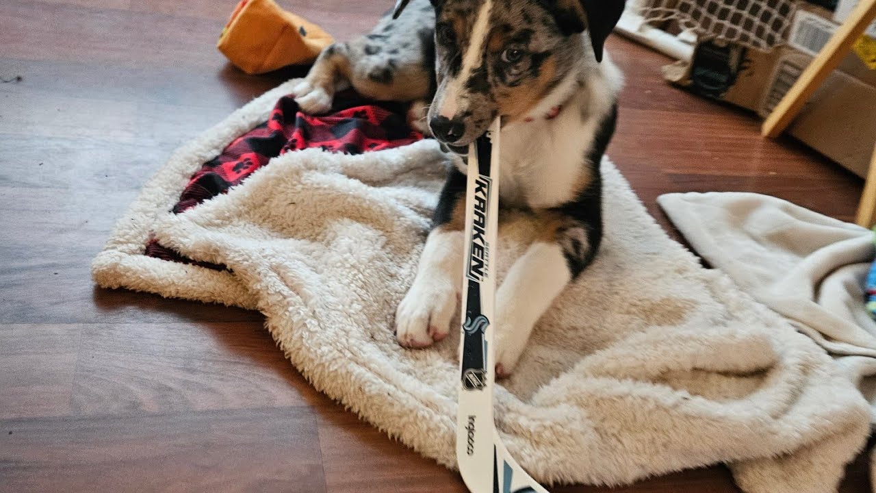 Amazing dogs play hockey together 😁 (who's gonna call the NHL?) - YouTube