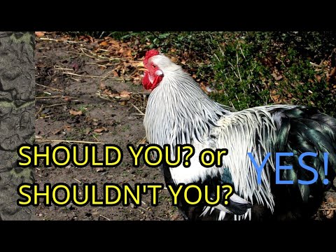 PANIC BUYING CHICKENS - Here's The Real Truth - YouTube