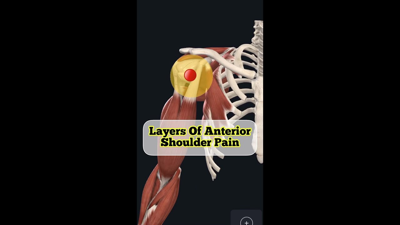 Anatomy Of Anterior Shoulder Pain - YouTube