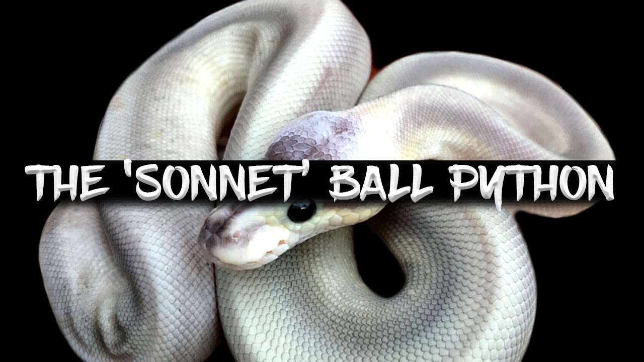 How to Make a 'Sonnet' Ball Python! - YouTube