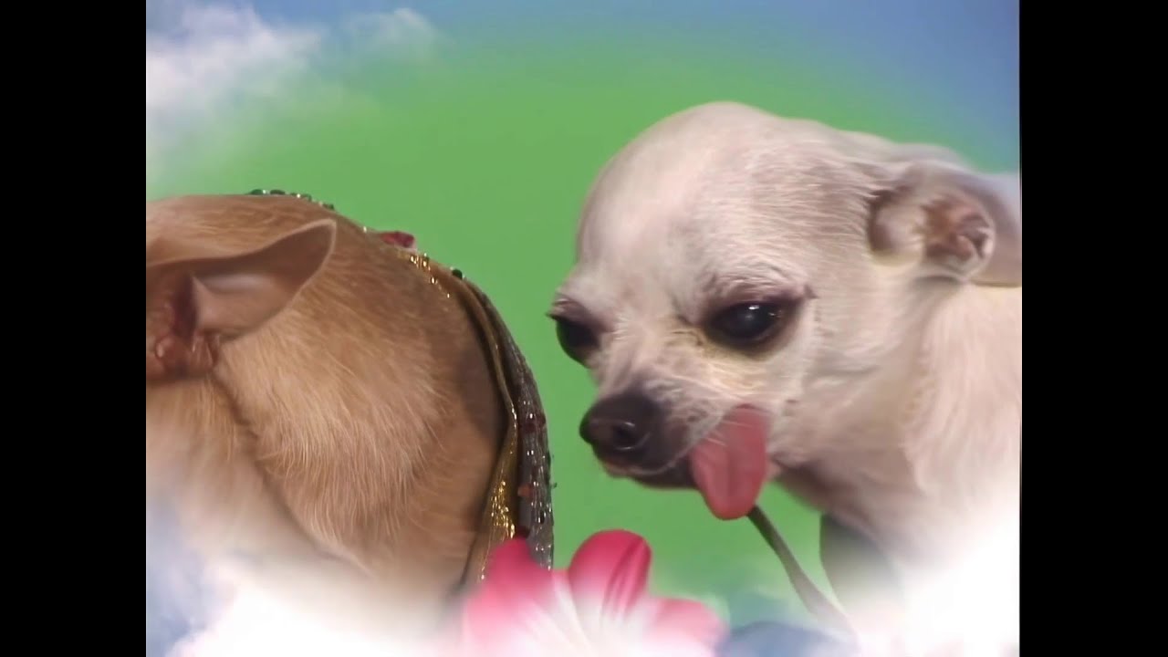 The Adventures of Electra Elf & Fluffer - 1x07 - Hellbound Heiress ...