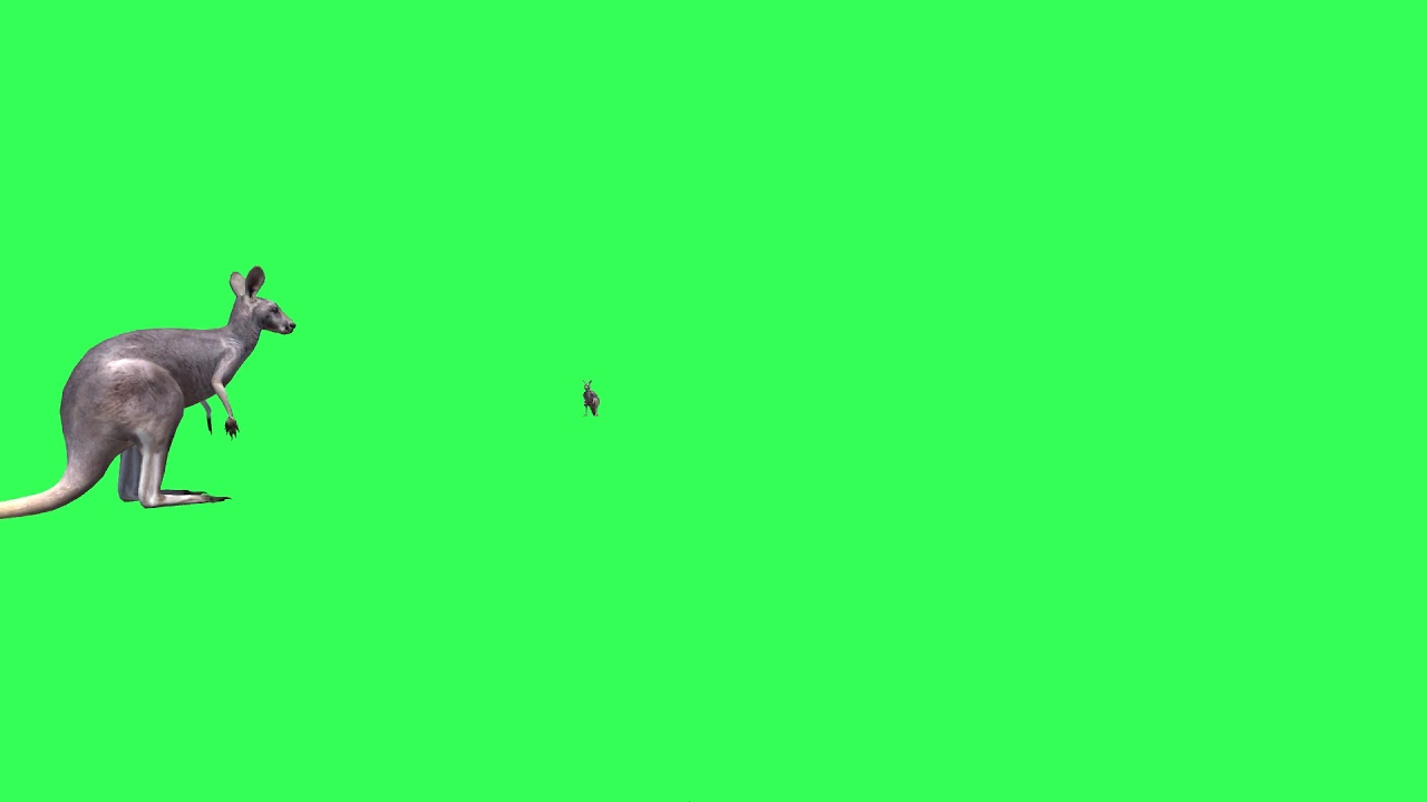 Green Screen Fighting Kangaroos Animation 3D CGI - YouTube