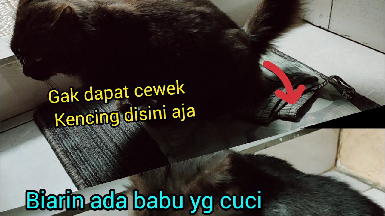 Kucing suka pipis sembarangan - YouTube