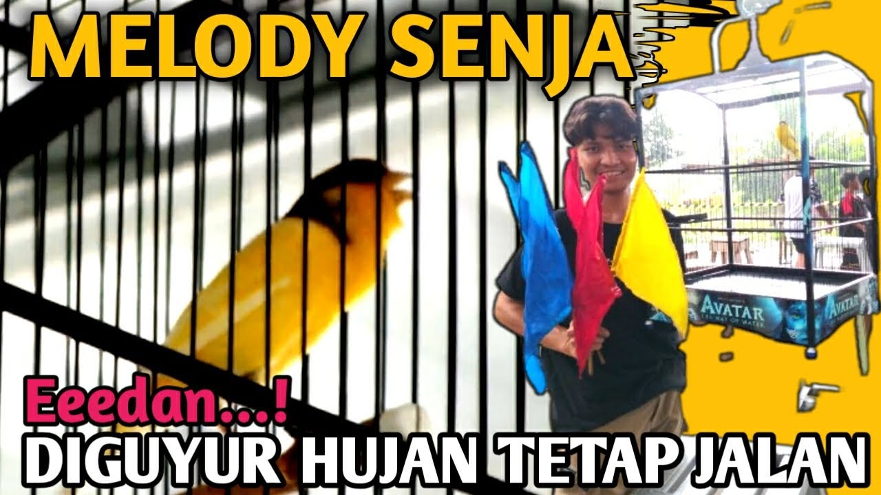 KENARI " MELODY SENJA " JUARA DI TIKET UTAMA KELAS KENARI AKAR RUMPUT ...