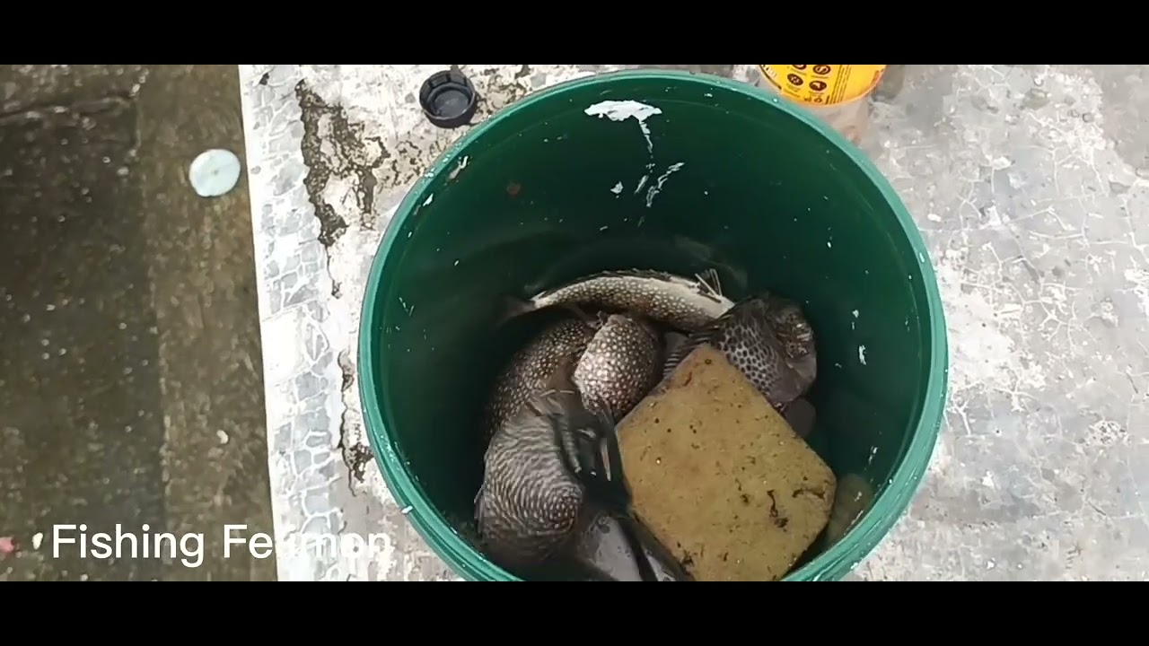 Easy and Fast Danggit & Kitong fishing - YouTube