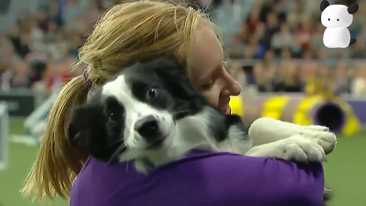 Pink the Border Collie Conquers Agility Course | Champion Performance ...