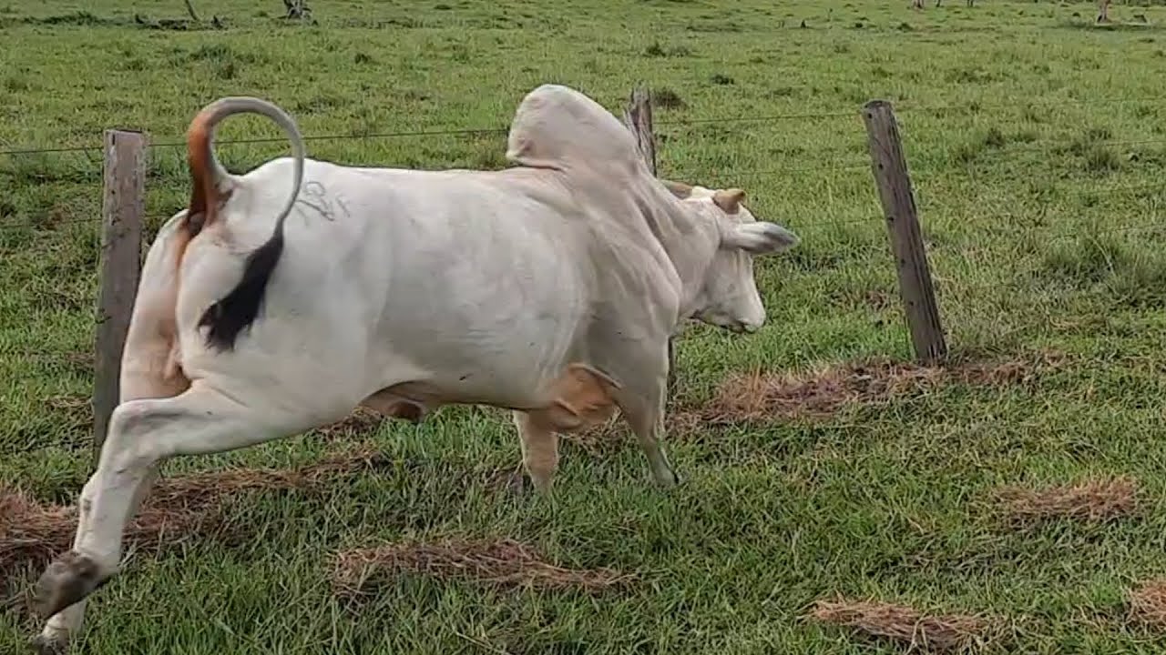 EITA BOI BRAVO CERCANDO TUDO PELA FRENTE E NÃO DEIXA A VACADA PASSAR ...