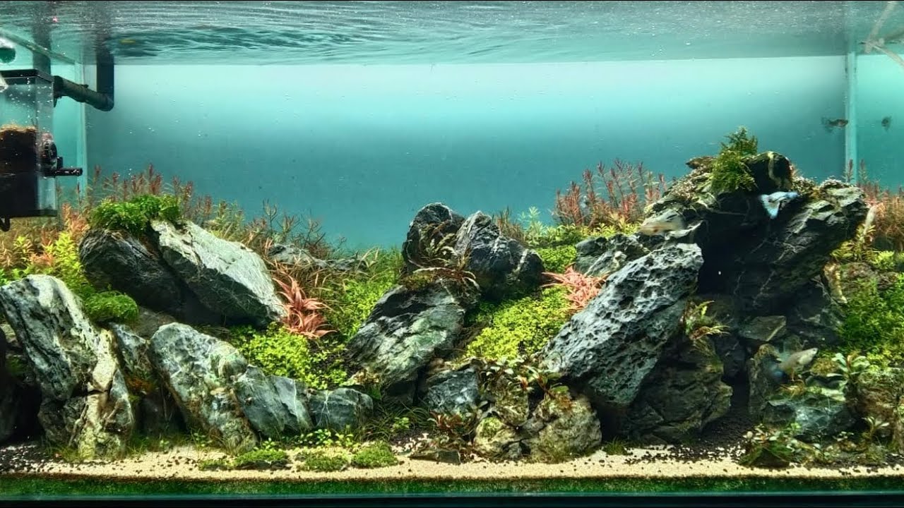 Aquascape | mizo aquarium chei lai, short clip. (Brazilian Style ...
