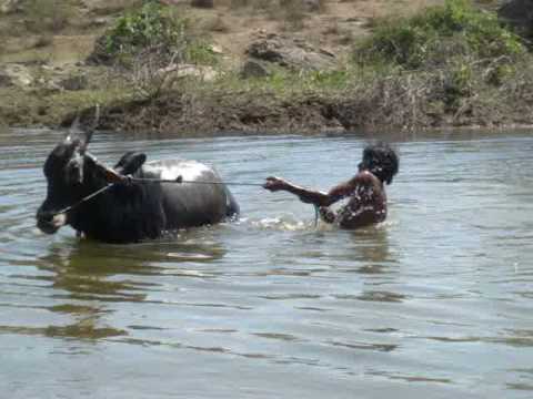 Water harvesting- Cattle bath - A swim in the waters - YouTube