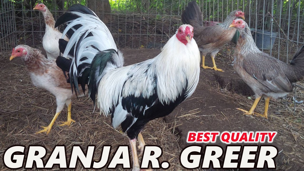 Grey Asil Leiper Hatch Kelso Bulicos - GRANJA R. GREER Beautiful Birds ...