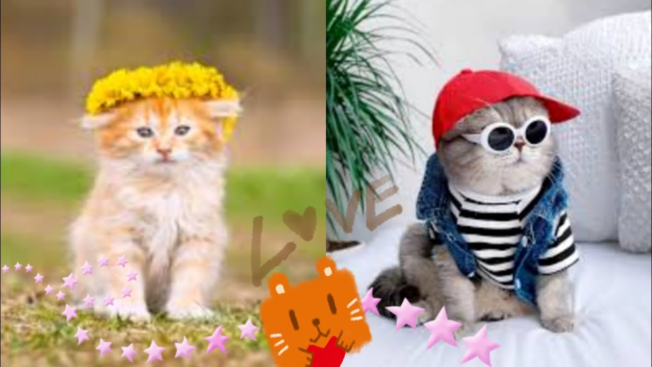 Funny animals - Funny cats / dogs - Funny animal videos | Cute Aww #17 ...