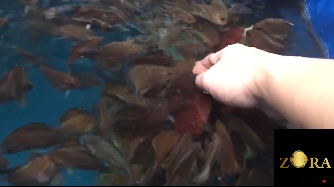 FEEDING FRENZY BABY DISCUS - ZORA Discus - YouTube