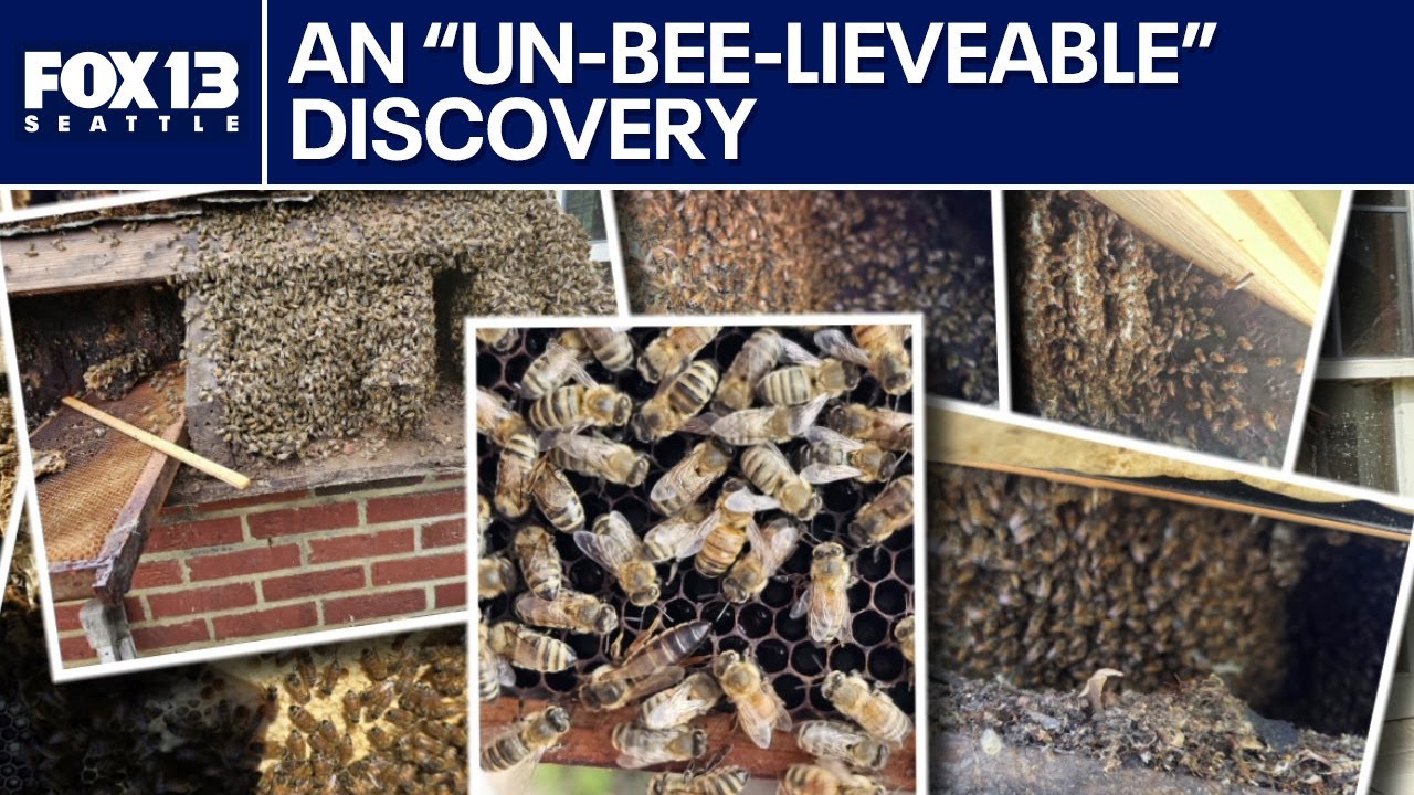 Over 300k bees found inside walls of historic Puyallup house | FOX 13 ...