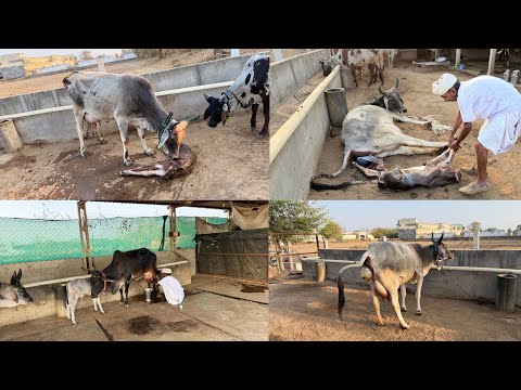 Finally Delivery Ho Gayi 😍 | Kankrej Cow Gave Birth | Full Vlog #cow #cowvlog 