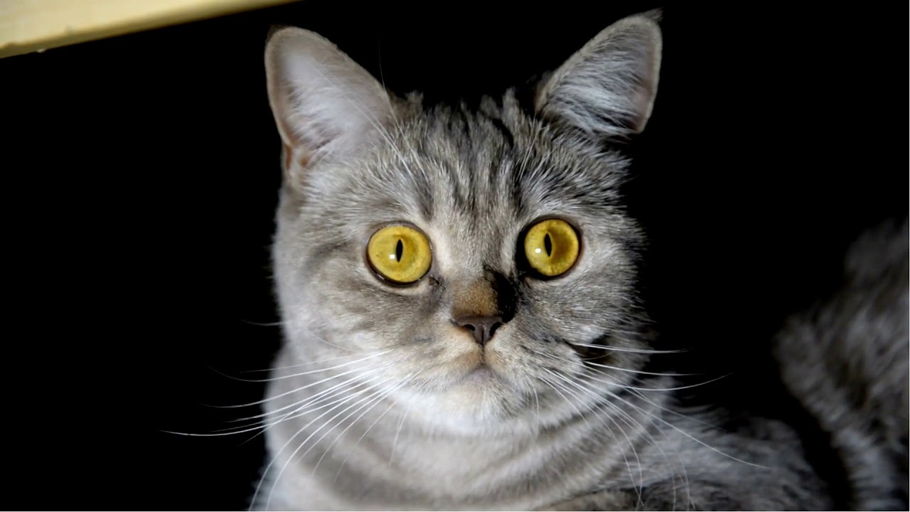 Cat Meowing To Attract Cats Angry Meow Sound - YouTube