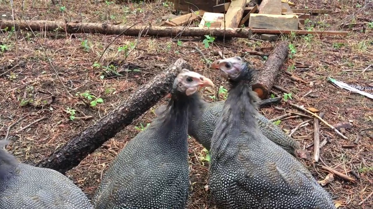 What’s a Guinea hen? Should your farm or homestead have Guineafowl ...