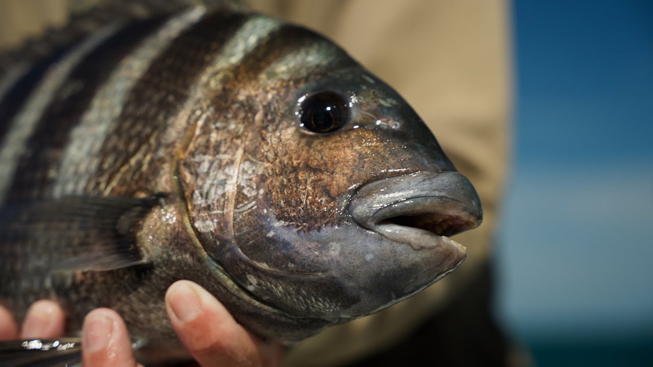 NON-STOP NEARSHORE ACTION WITH CAPT. DAVID CASE | Hang'Em High ...