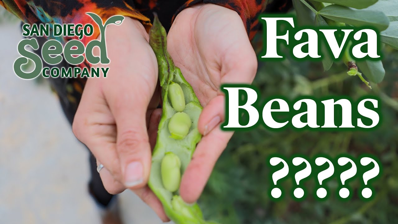 Why every farm should grow Fava beans - YouTube
