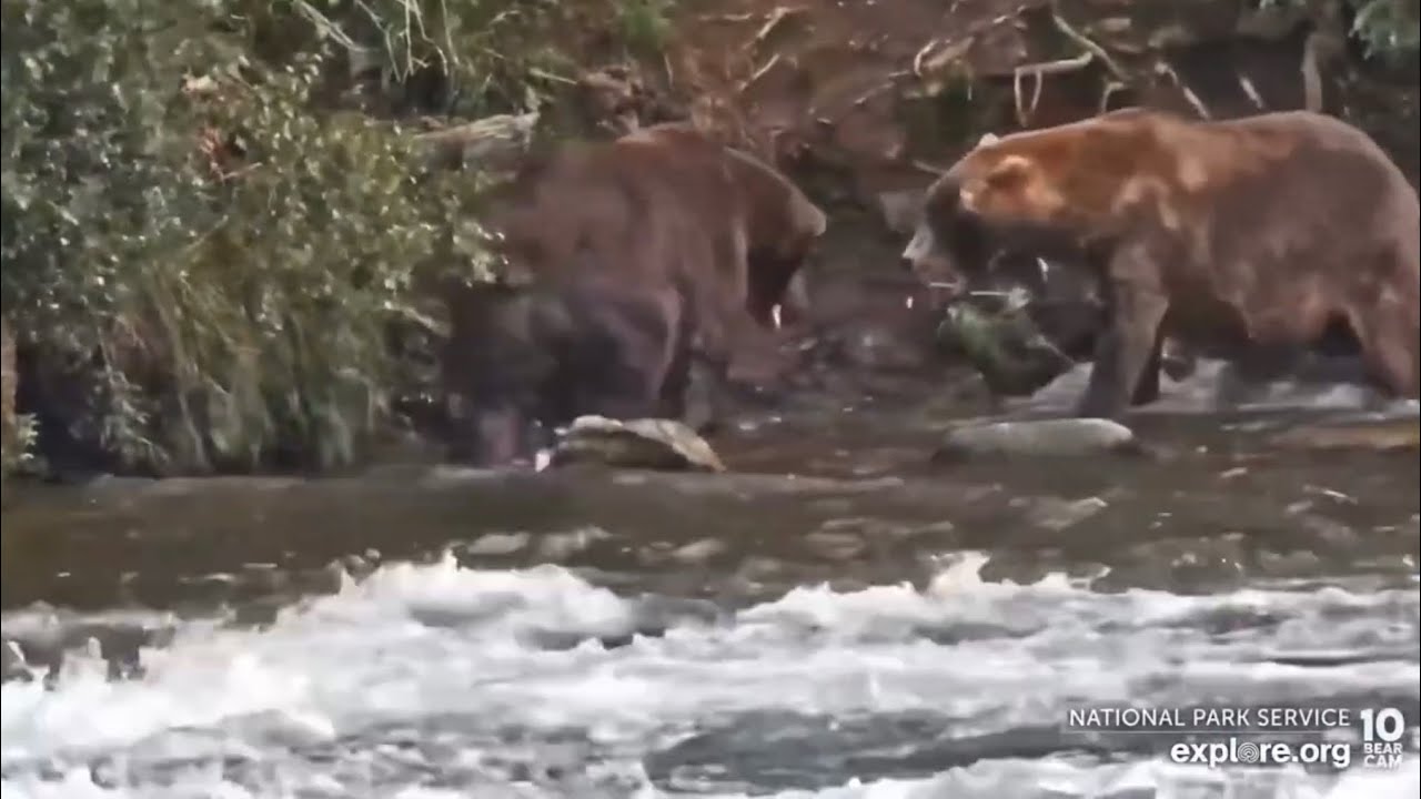 [8/30/2022] 747 & 480 Otis "Grumpy old man" (Brooks Falls Bears_explore ...