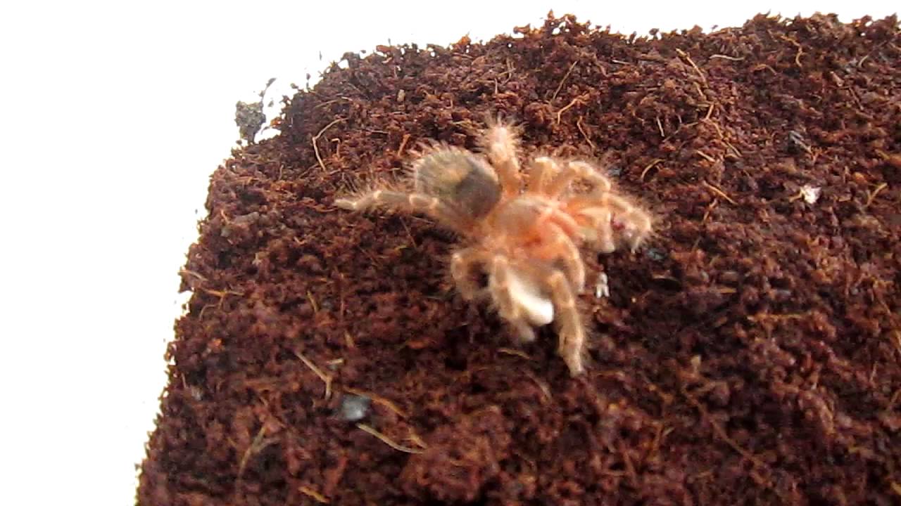 Tarantula eats lizard - YouTube