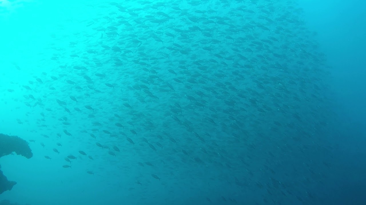 Aliwal Shoal Reef - YouTube