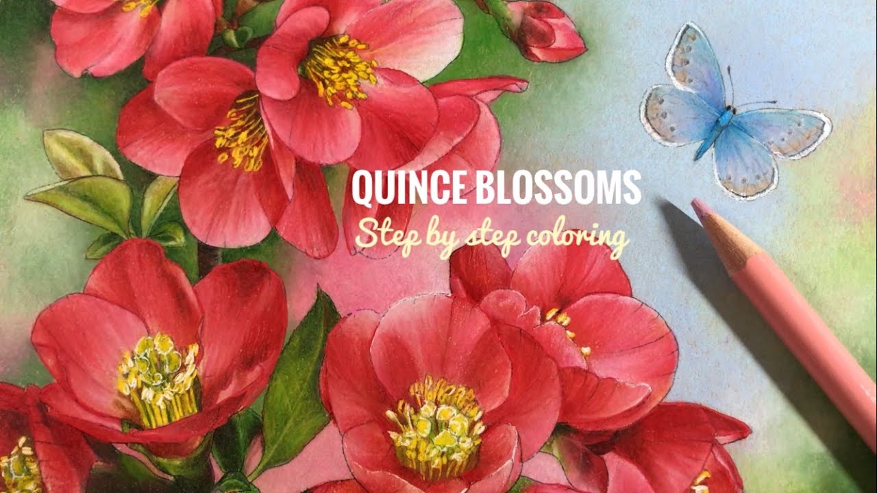 SPRING - Quince Blossoms | Step by Step Coloring // Chris Cheng - YouTube