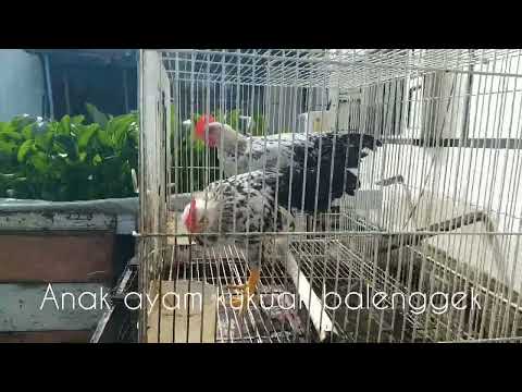 Ayam kukuak balenggek ayam asli solok