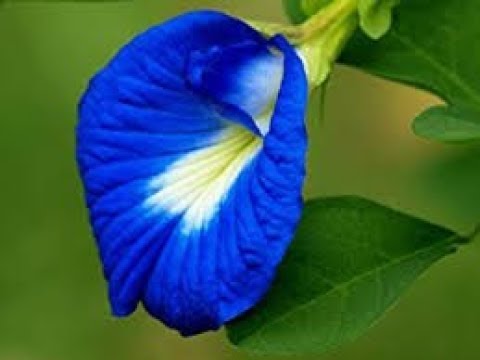 चमत्कारी पौधा😱अपराजिता🌿Clitoria ternatea//Best EVERGREEN summer ...