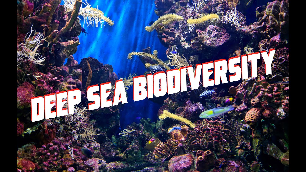 The Fascinating World of Deep Sea Biodiversity - YouTube
